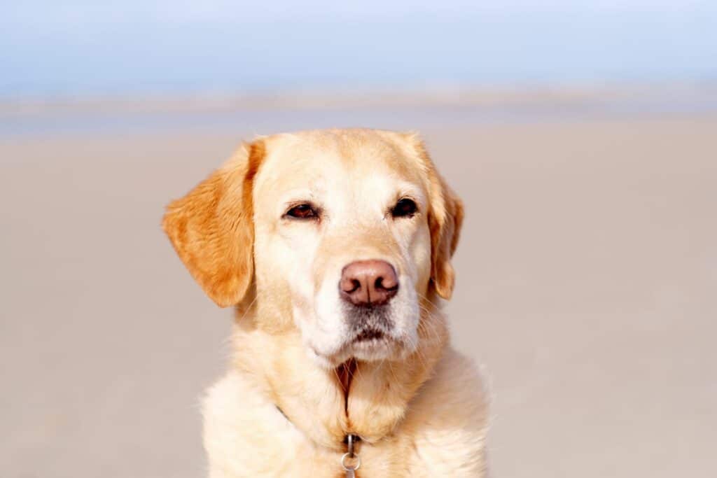 British Labrador - 15 fascinating facts that you should know - DOGS ...