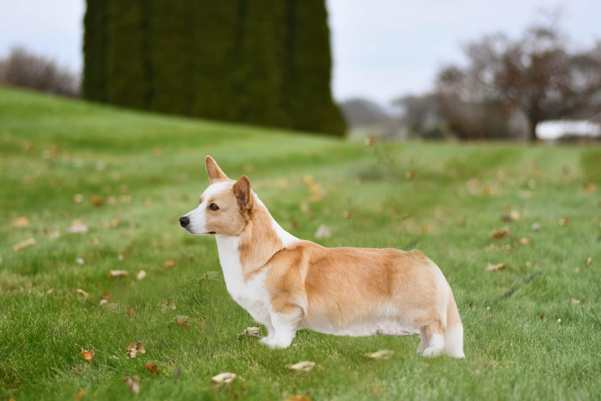Corgi Colors: 13 splendid variations you should know
