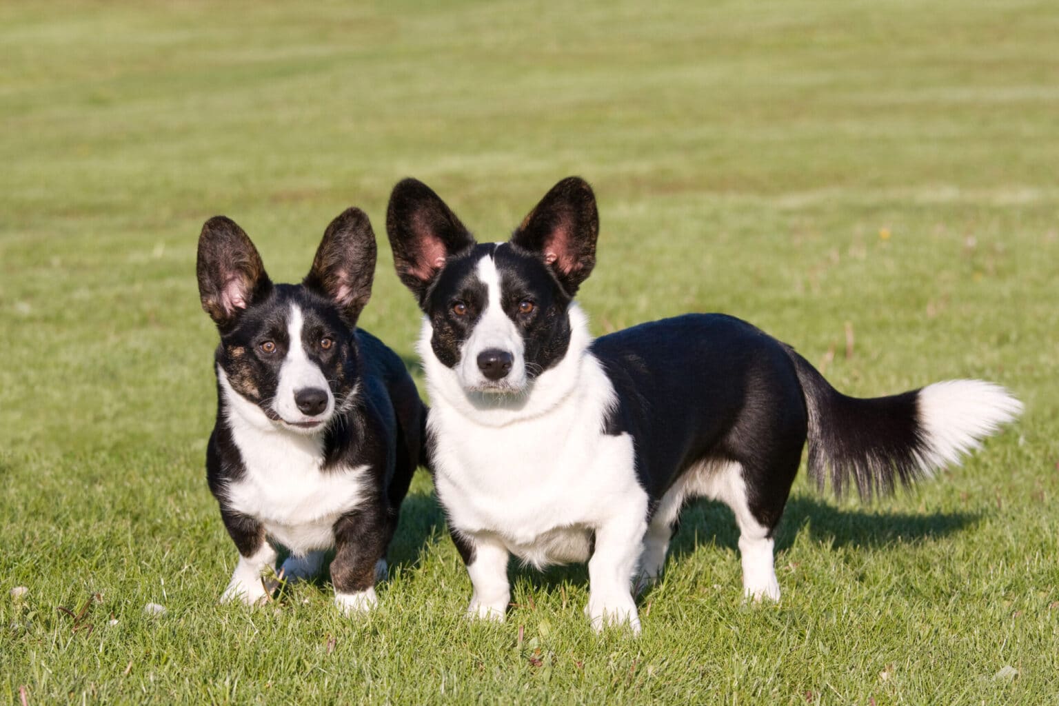 Corgi Colors: 13 splendid variations you should know