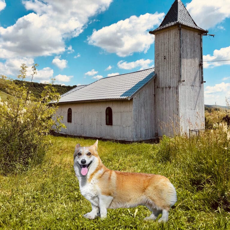 Corgi Colors: 13 splendid variations you should know