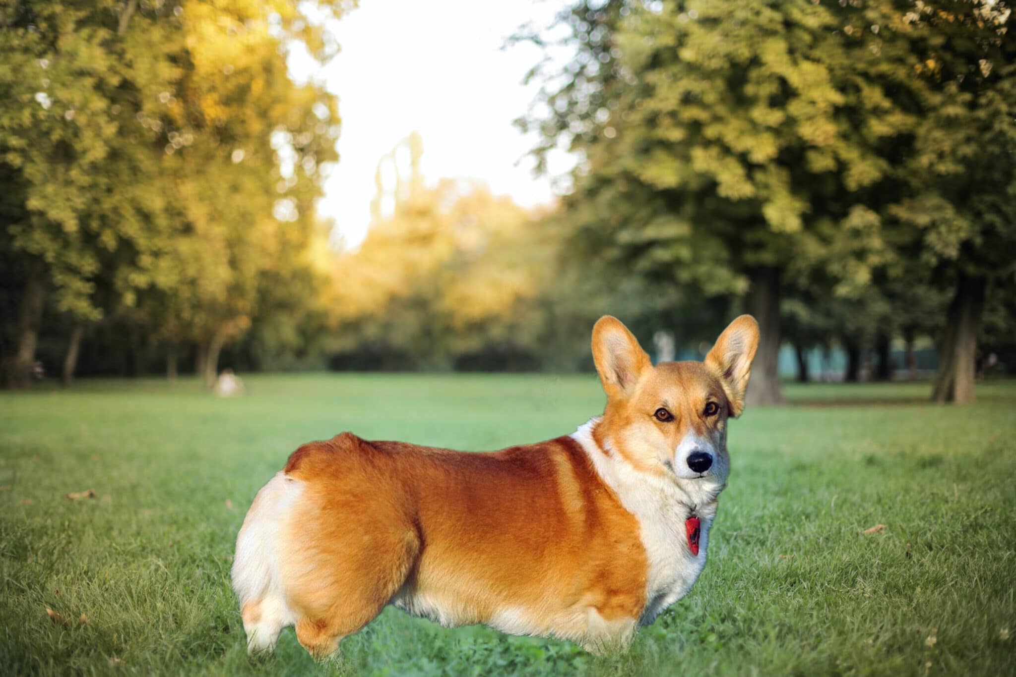 Corgi Colors: 13 splendid variations you should know