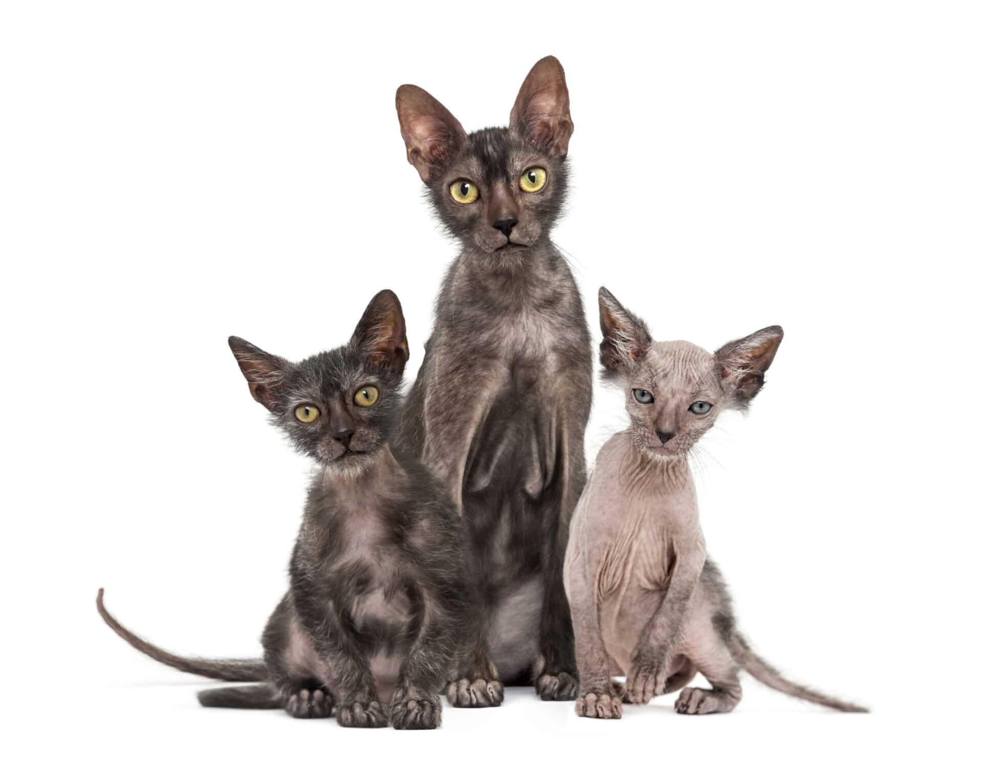 Wolfcat Breed: Meet The Adorable Lykoi Cat