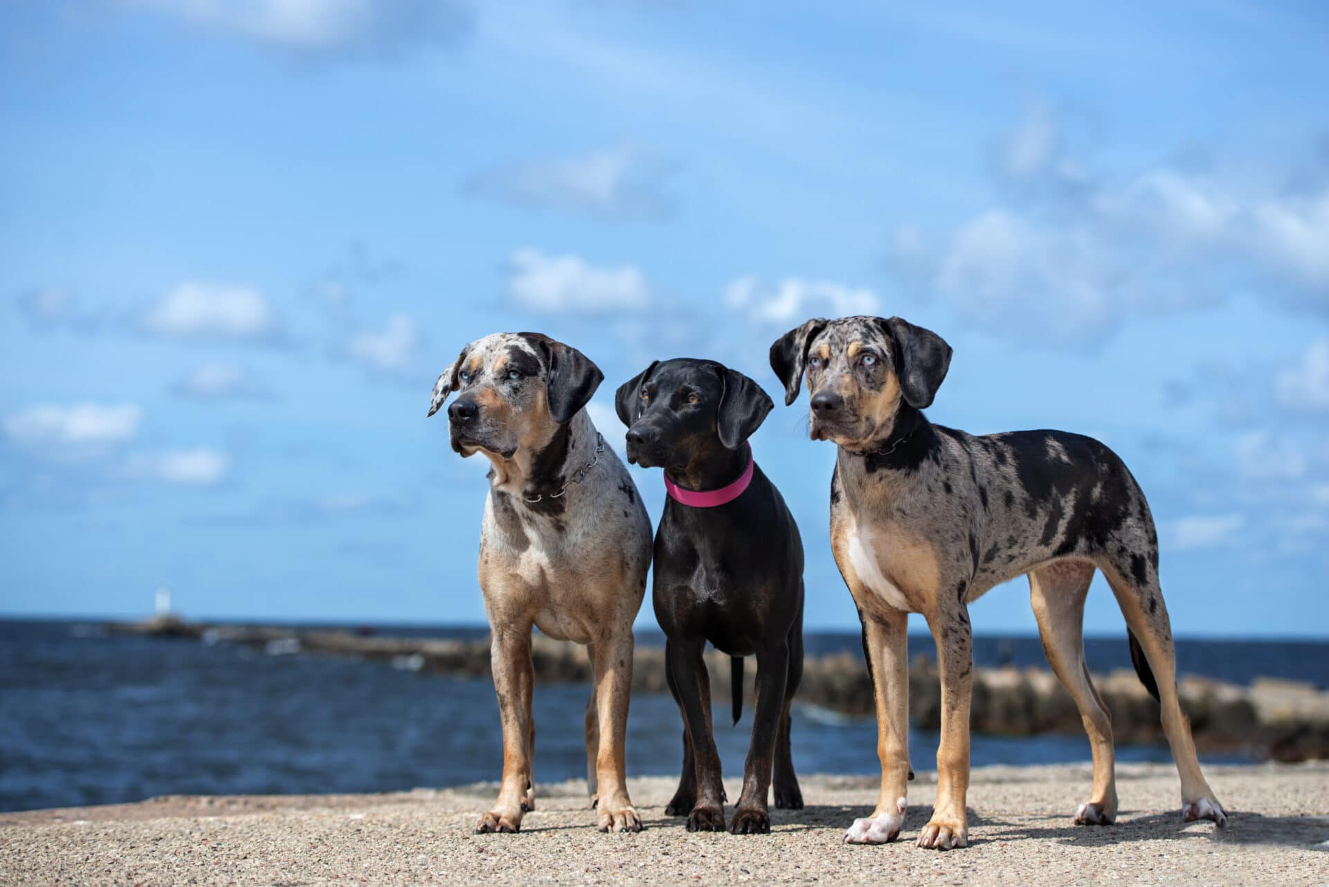 Catahoula Mixed With Lab: Meet The Amazing Labahoula