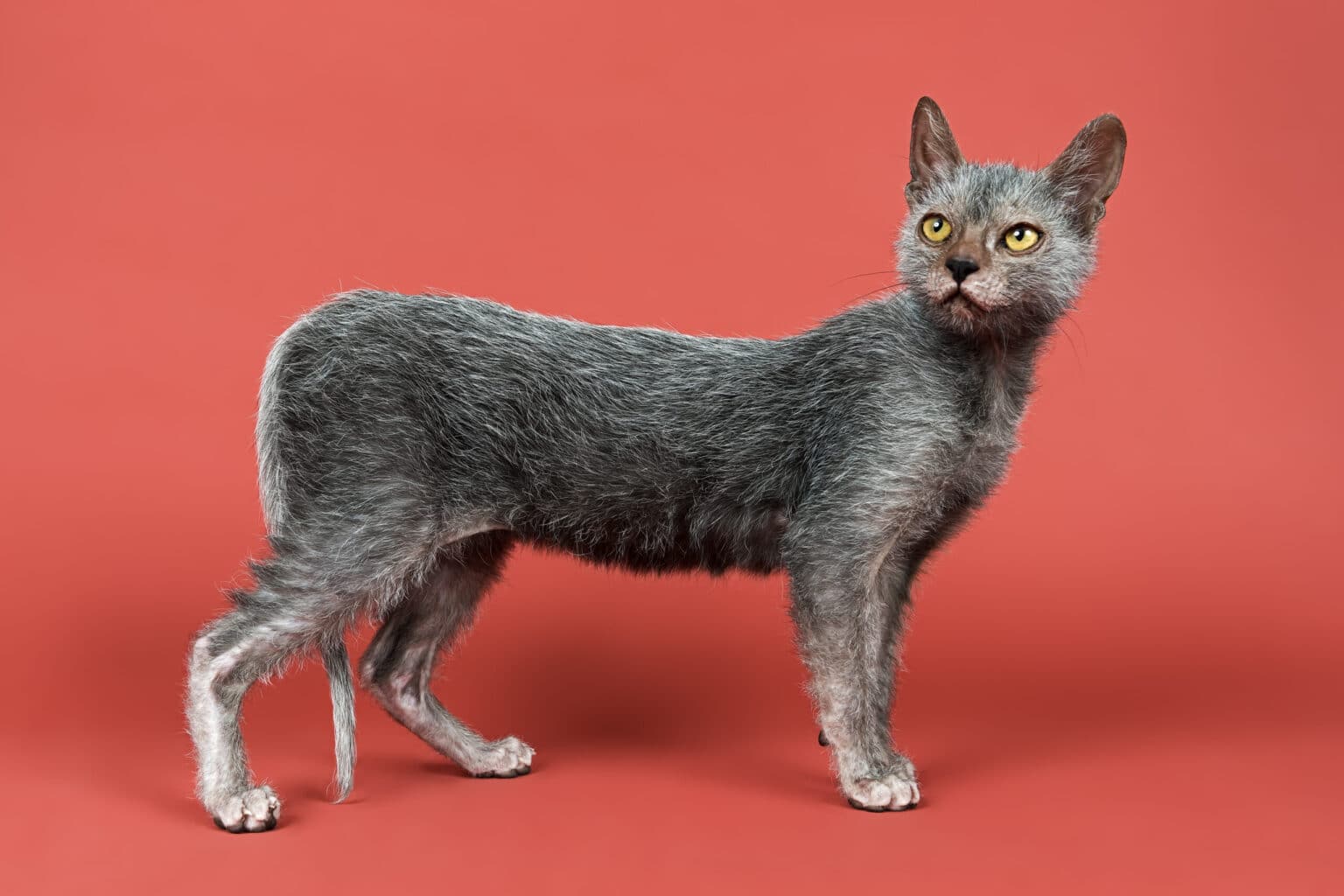 Wolfcat breed: Meet the adorable Lykoi cat - DOGS & CATS HQ