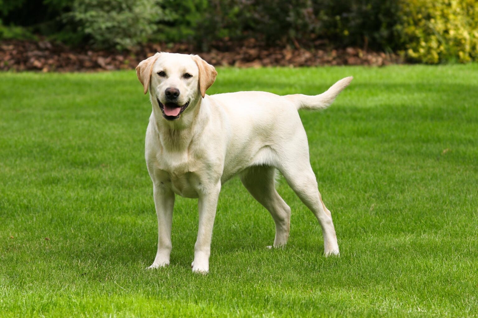 Catahoula Mixed With Lab: Meet The Amazing Labahoula