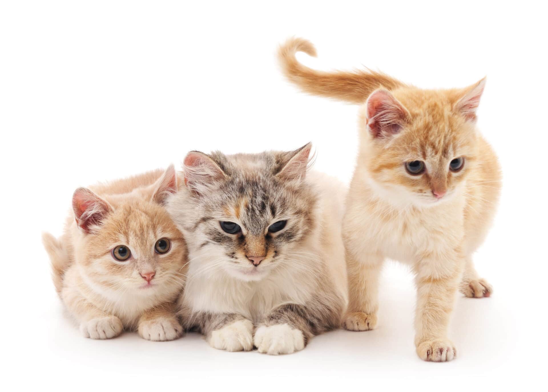 259 girl cat names that are as adorable as your kitten - DOGS & CATS HQ