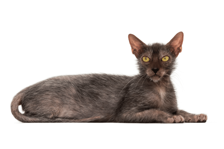 Wolfcat breed: Meet the adorable Lykoi cat - DOGS & CATS HQ
