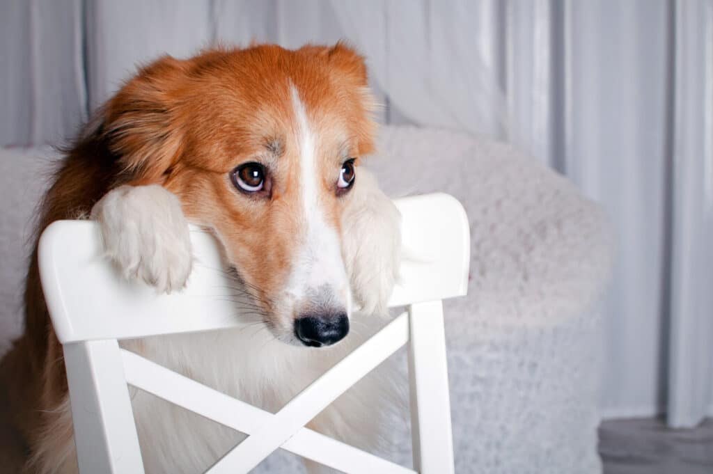 Signs A Dog Is Depressed: 5 Symptoms And How You Can Help