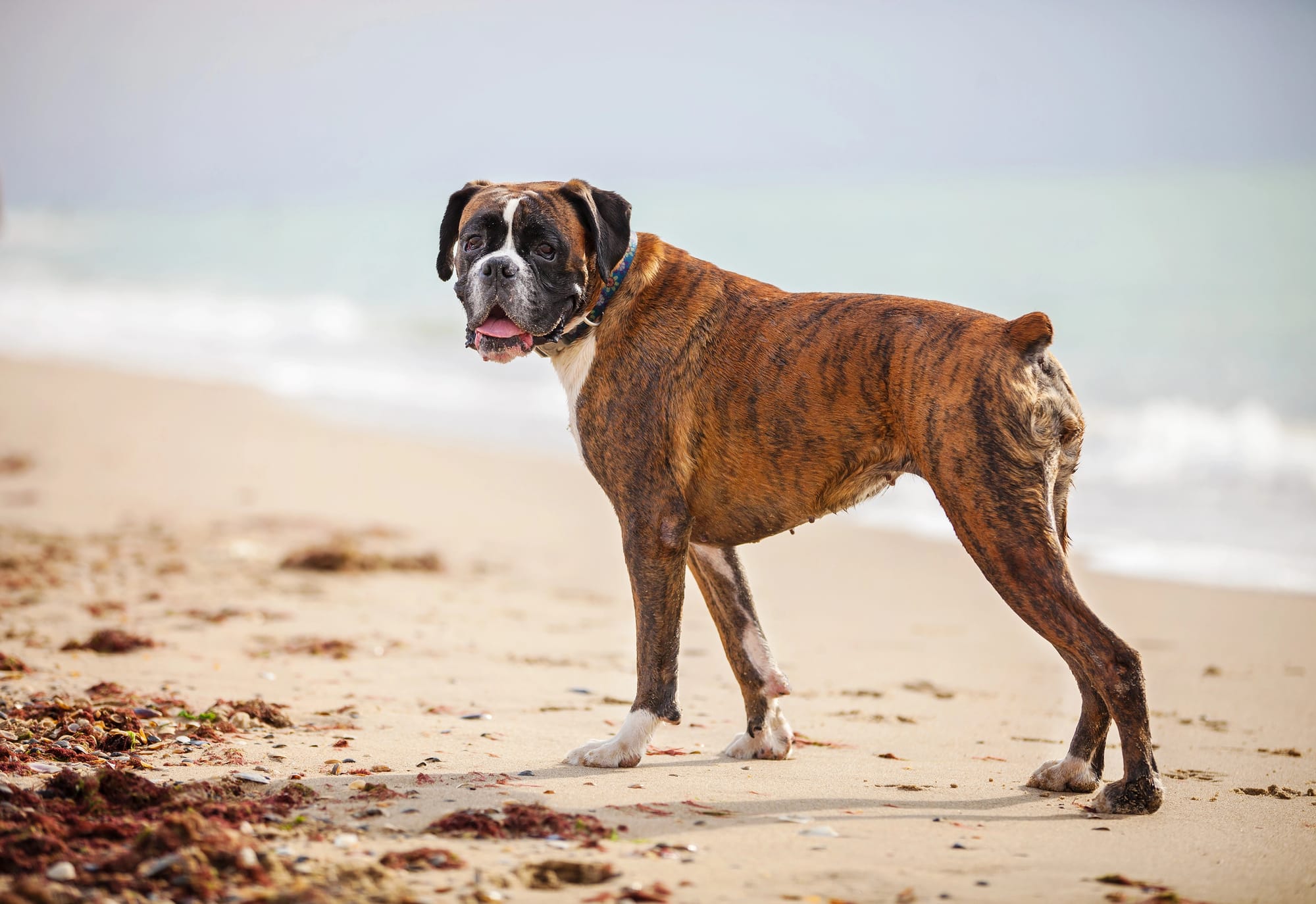 Best Guard Dog Breeds For First-Time Owners | DOGS & CATS HQ